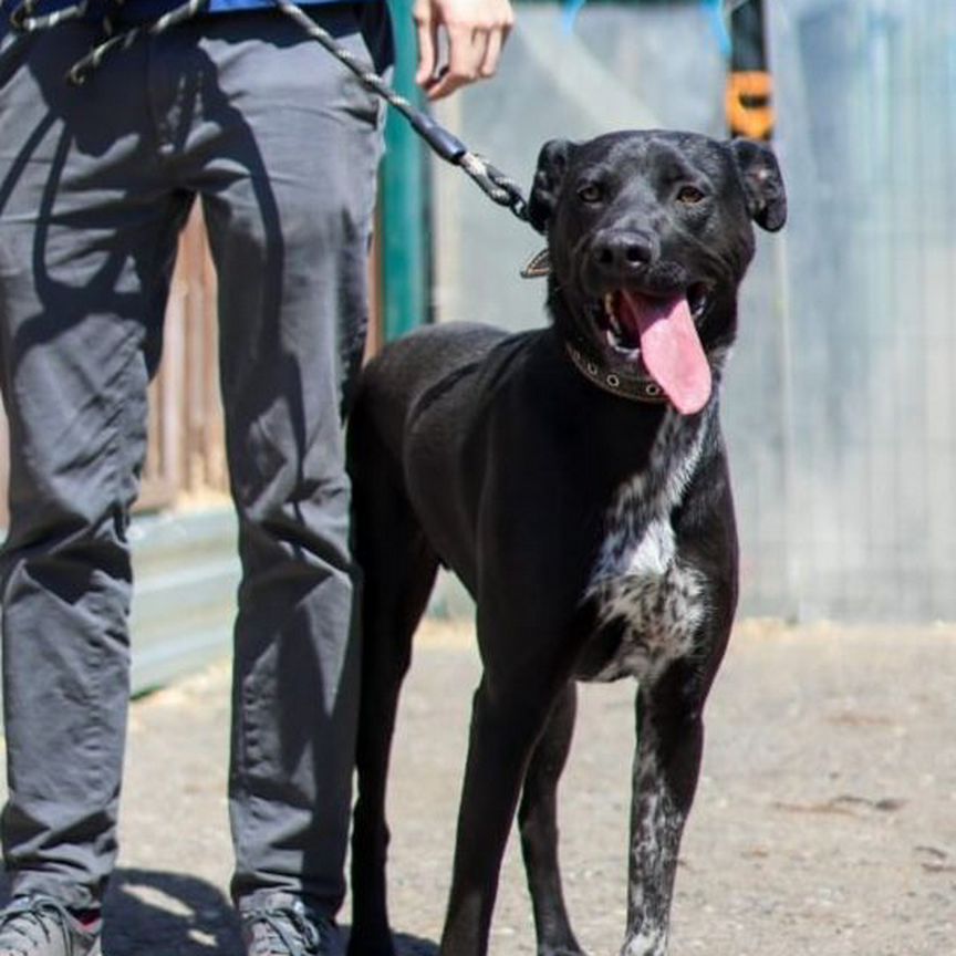 Собака Харизматичный Витас