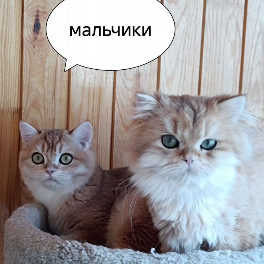Котята британцы