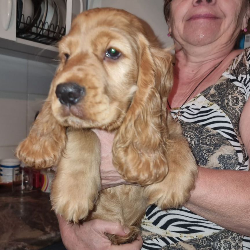 Английский кокер-спаниель, щенок