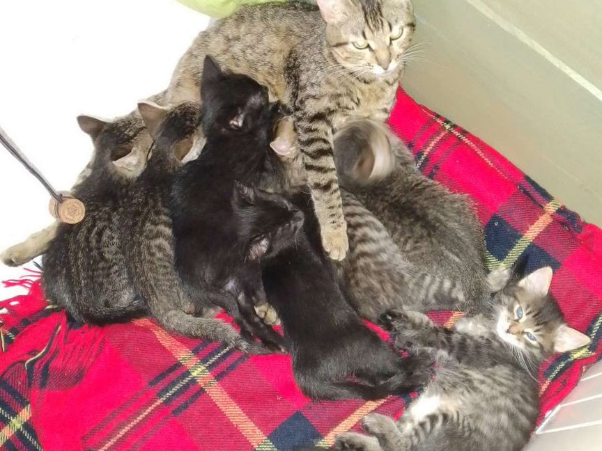 Котята в дар, котик бесплатно, в добрые руки