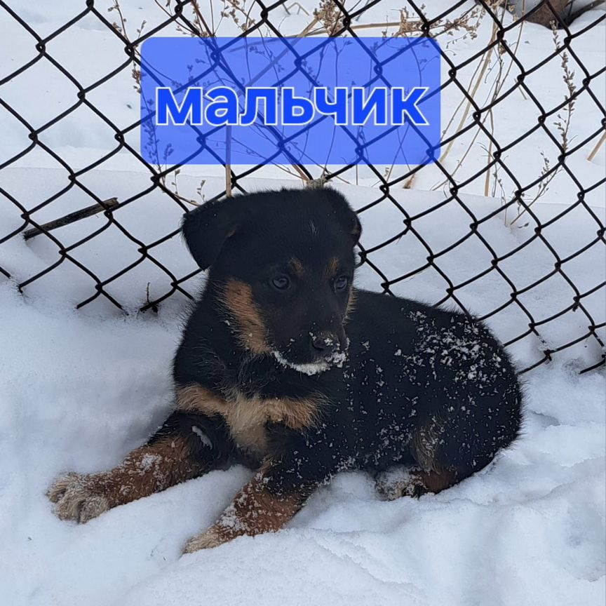 Щенки