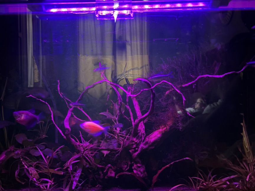 Лампа для аквариума, фильтр, сачки, патроны