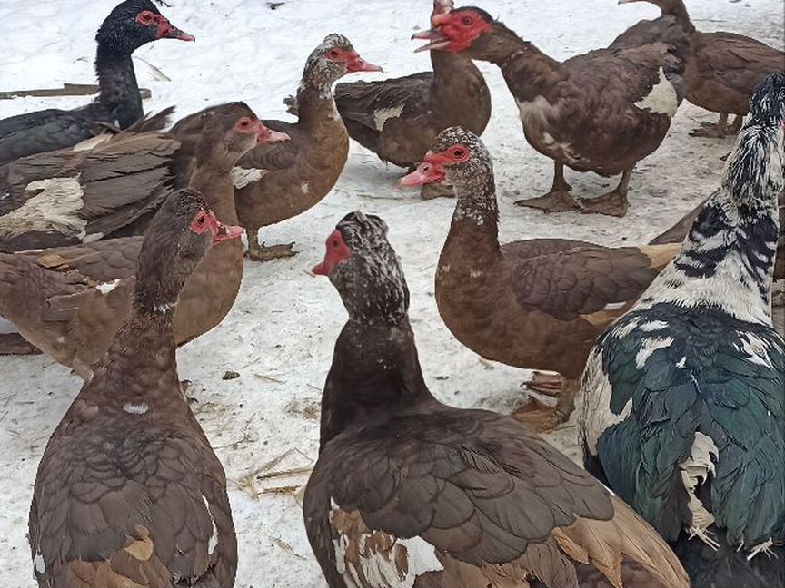 Мускусные утки