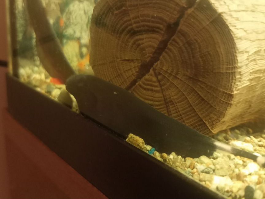 Аквариумные рыбки