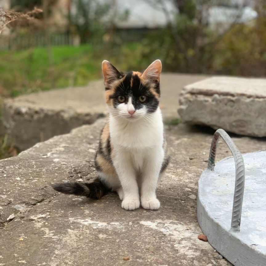 Котёнок в добрые руки