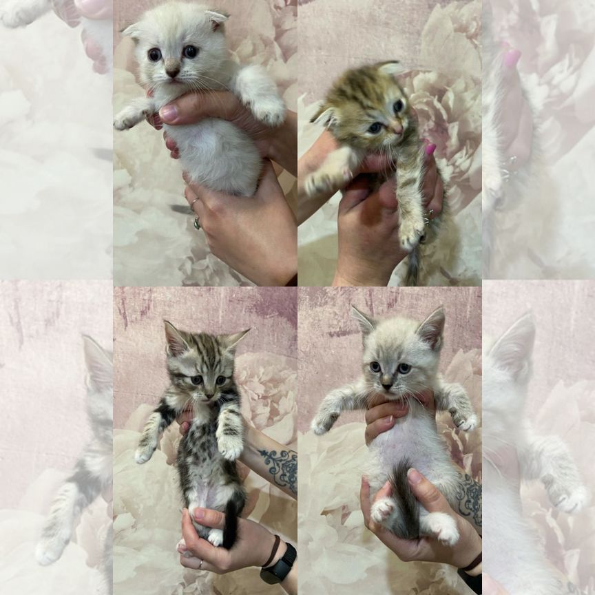 Шотландский вислоухий короткошёрстный котёнок