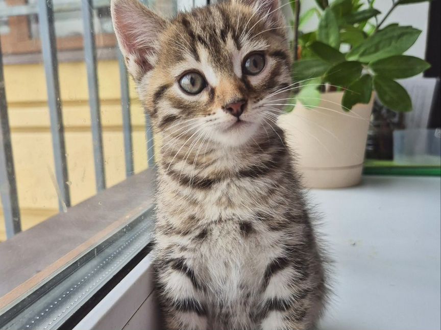 Котенок девочка 1,2 мес