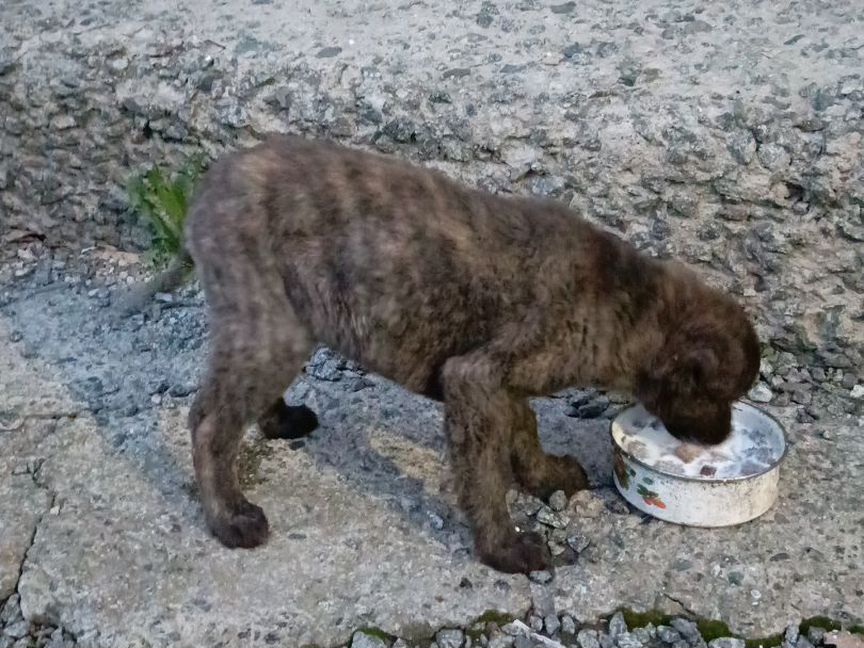 Собака в добрые руки отдам бесплатно
