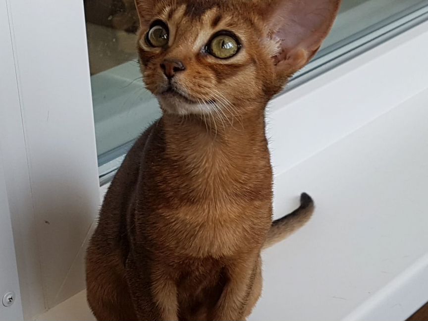 Абиссиночка очень яркая цыганочка-негритяночка