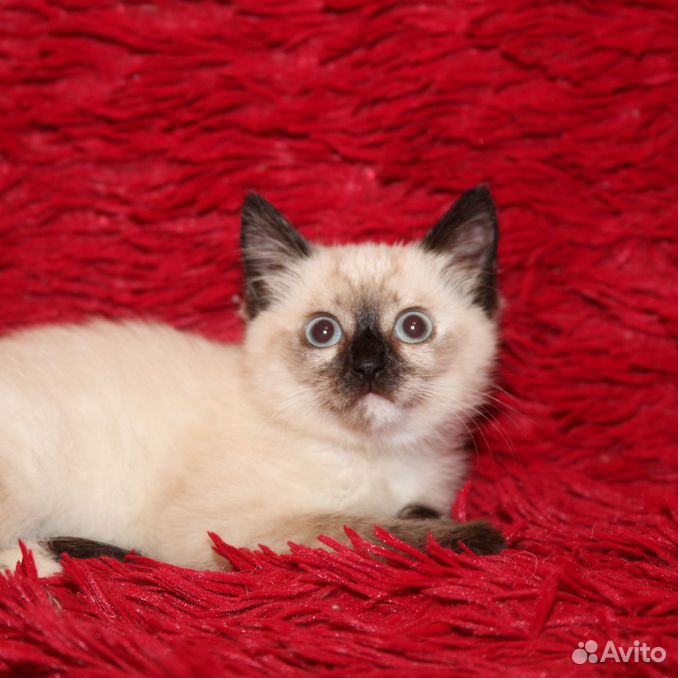 Котенок девочка, Леля