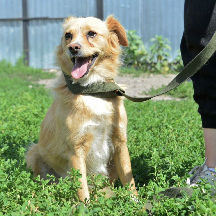 Собака из приюта