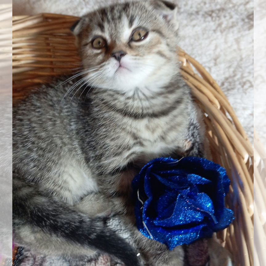 Шотландский вислоухий короткошёрстный котёнок
