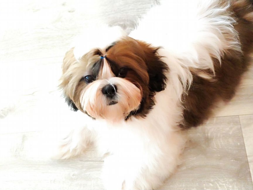 Мальчик Ши-тцу