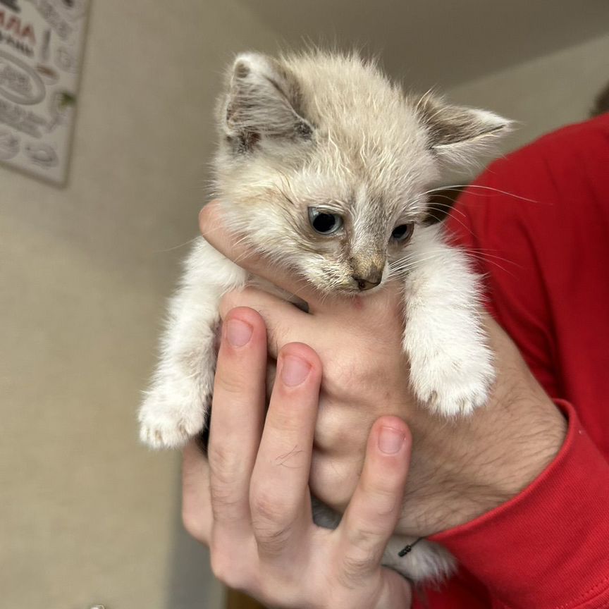 Котенок девочка в добрые руки