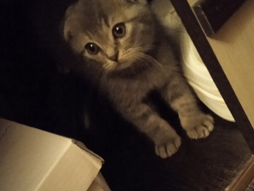 Шотландский вислоухий котенок ищет хозяина