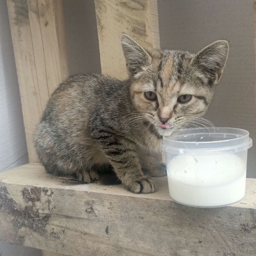 Котенок девочка