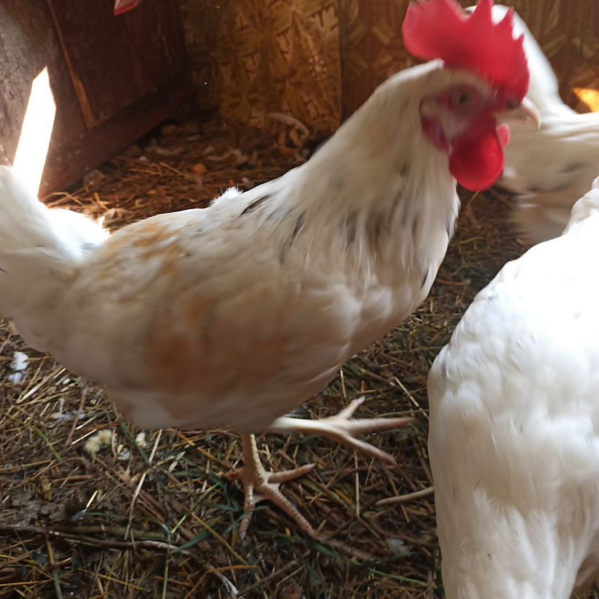 Молодые петухи