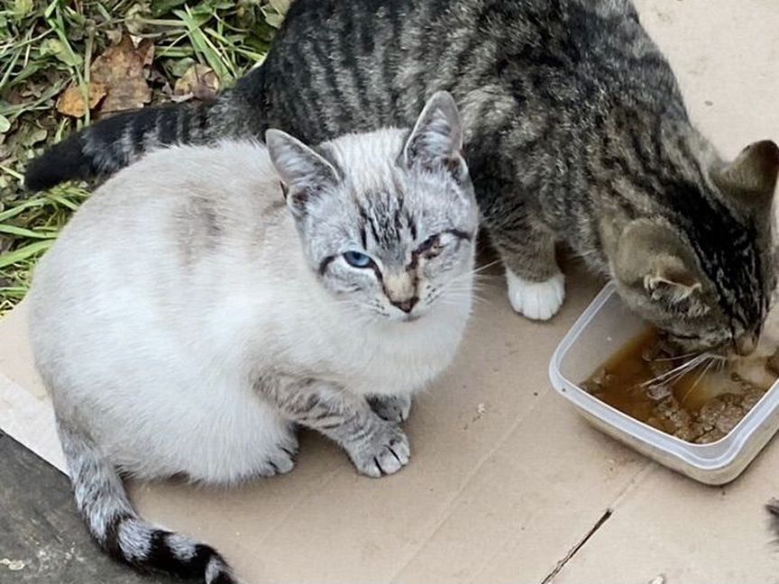 Котята котенок котики на улице