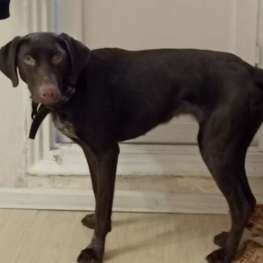 Домашние животные собаки