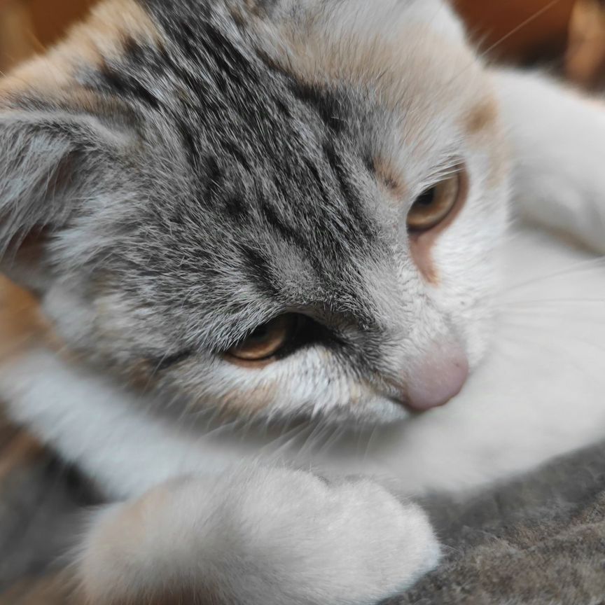 Девочка котенок