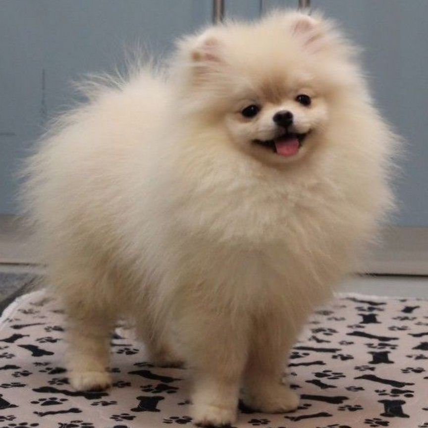 Померанский шпиц девочка