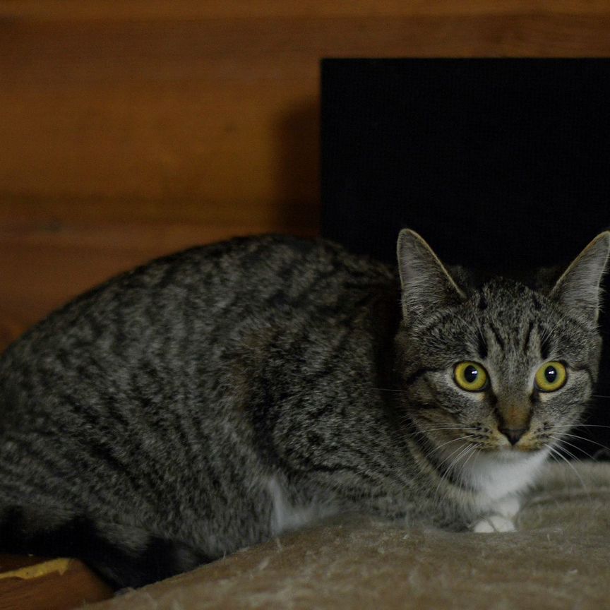 Кошка Клепа ищет семью