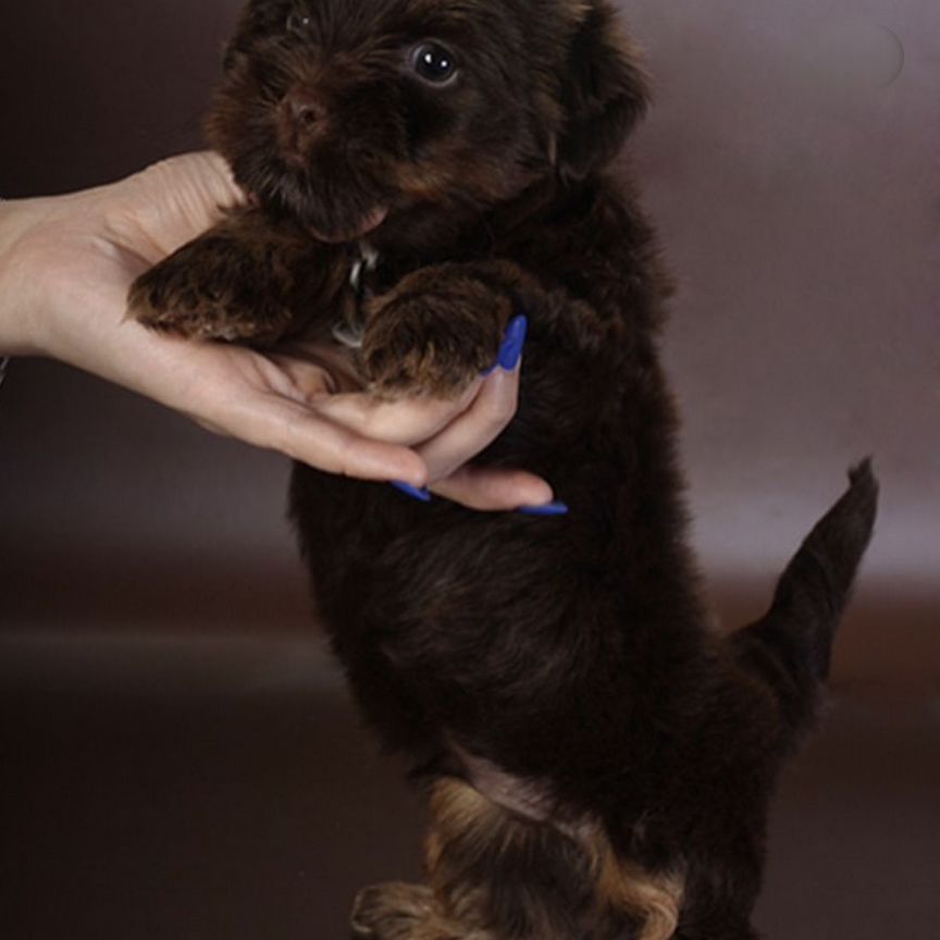 Йоркширский терьер, щенок