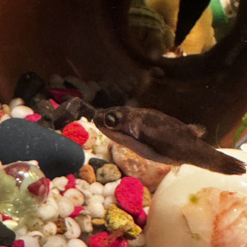 Тетрадон красноглазый