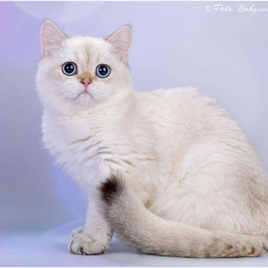 Британский короткошёрстный котёнок