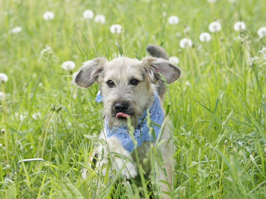 Щенок в добрые руки бесплатно