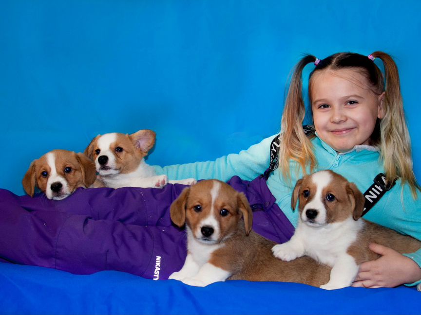 Щенки Вельш Корги Кардиган