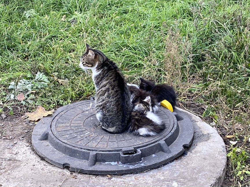 Котята ищут дом