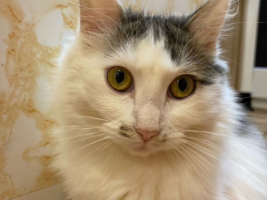 Кошка