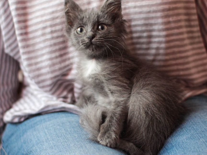 Котёнок Луша в добрые руки