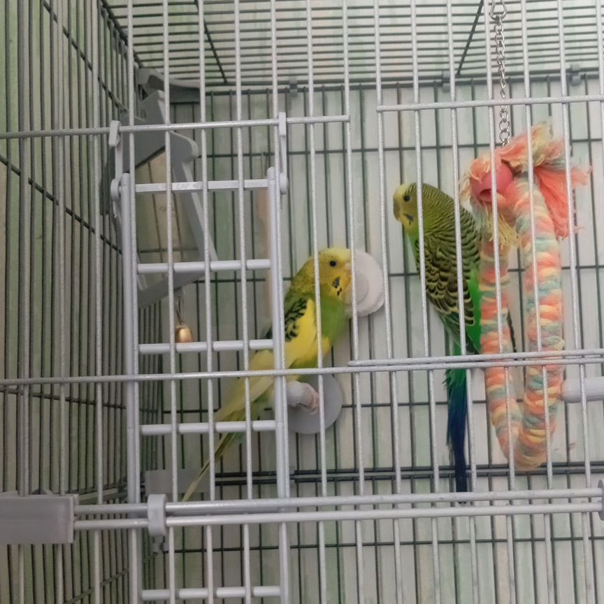 Продам волнистых попугаев