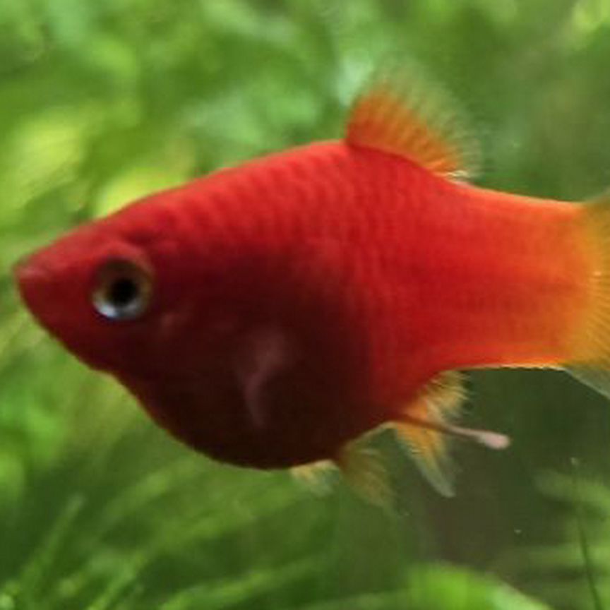 Аквариумные рыбки