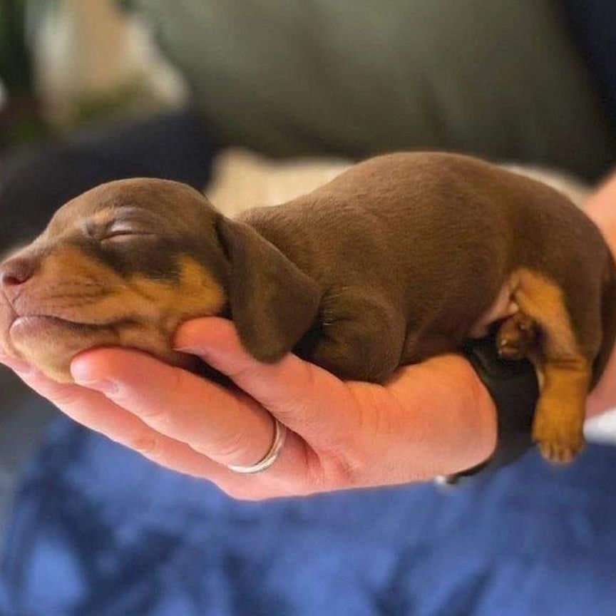 Такса, щенок