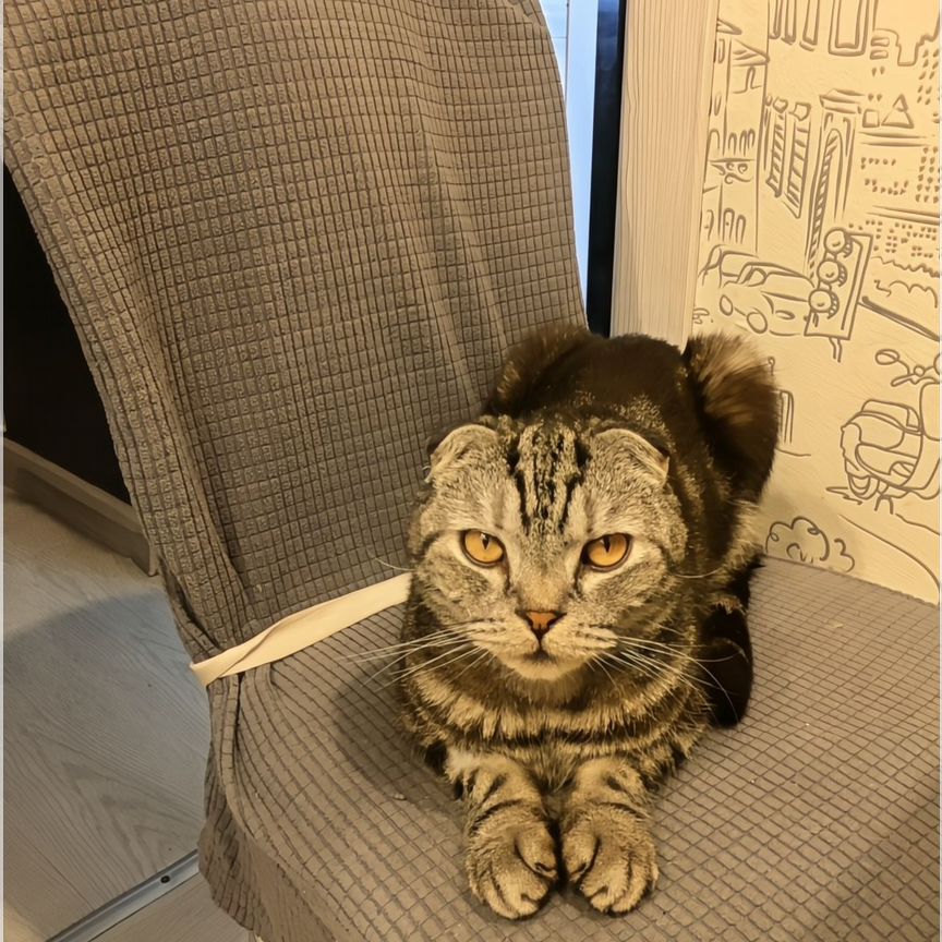 Шотландский вислоухий длинношёрстный, взрослый кот