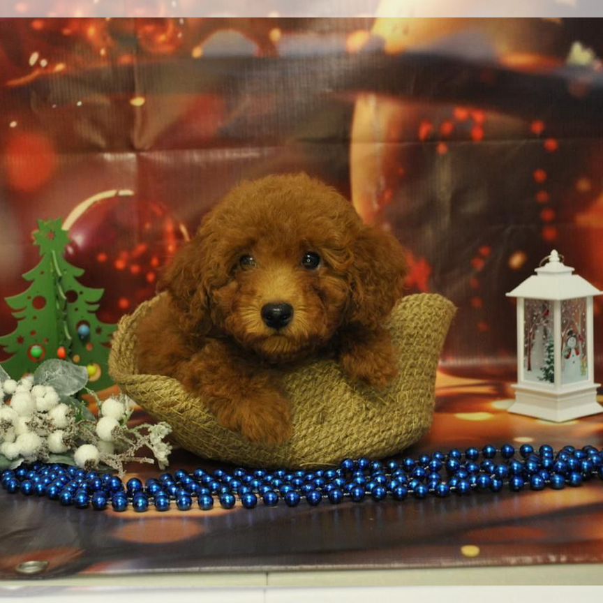 Пудель, щенок