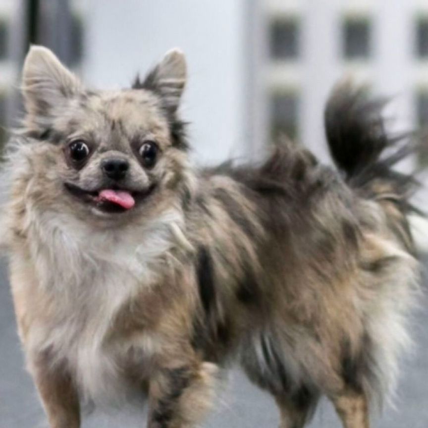 Чихуахуа мрамор вязка