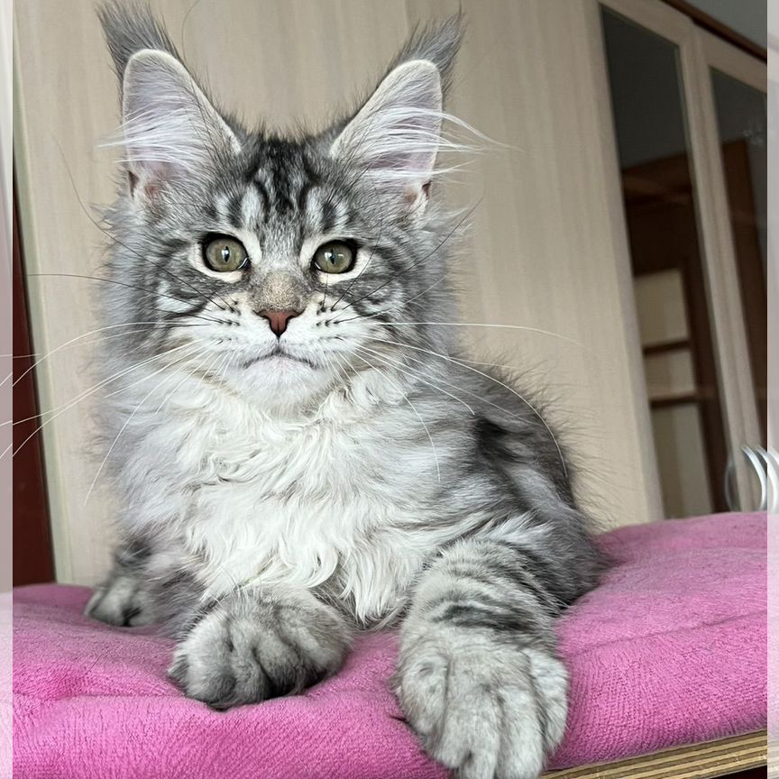 Мейн-кун котёнок