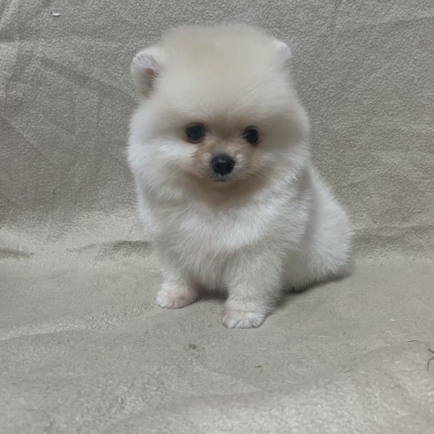 Померанский шпиц, щенок