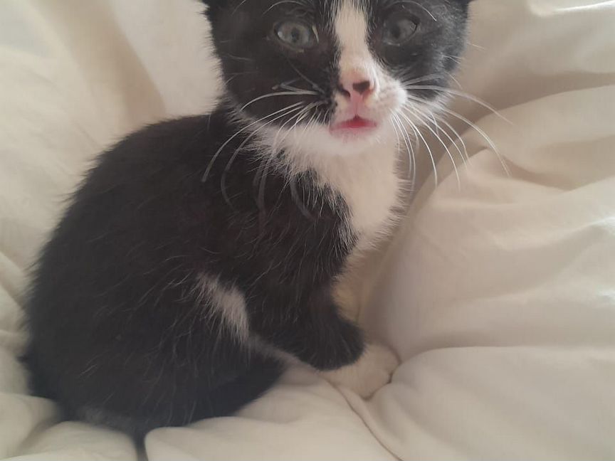 Отдам в добрые руки котенка мальчика и девоку 1меc