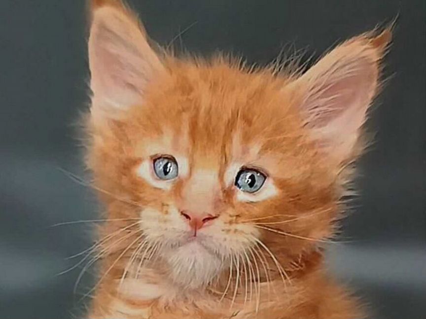 Эксклюзив котенок Мейн Кун мейнкун