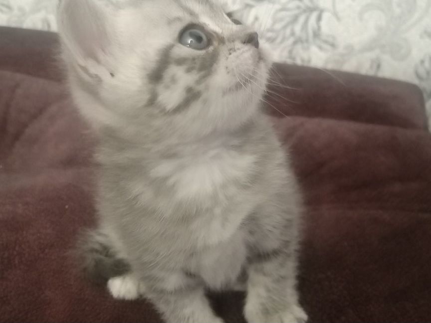 Кошки