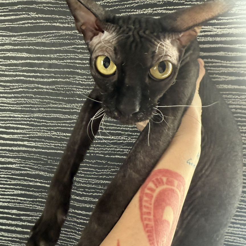 Отдам сфинкса