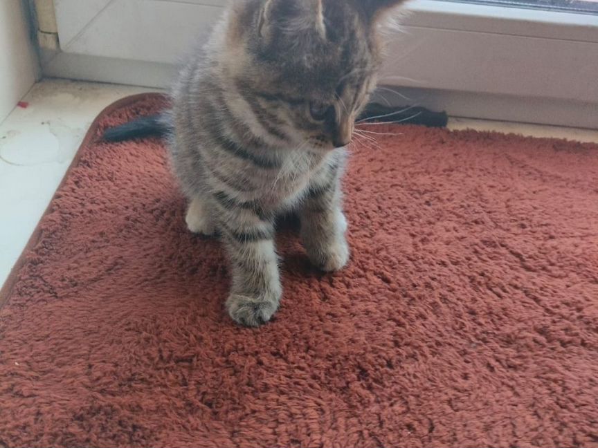 Котенок