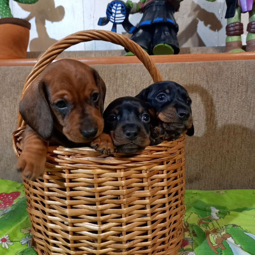 Щенки таксы