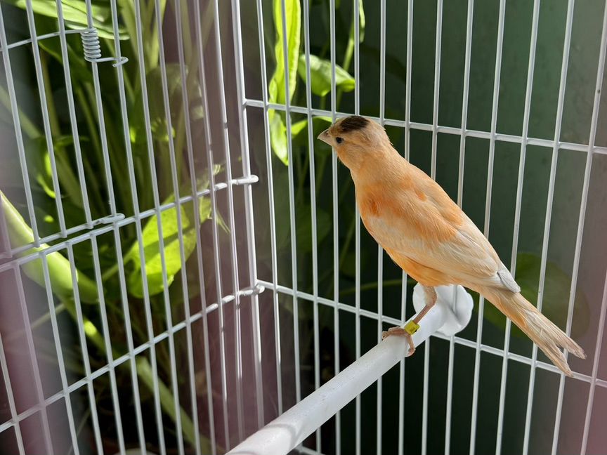 Кенара и канарейки