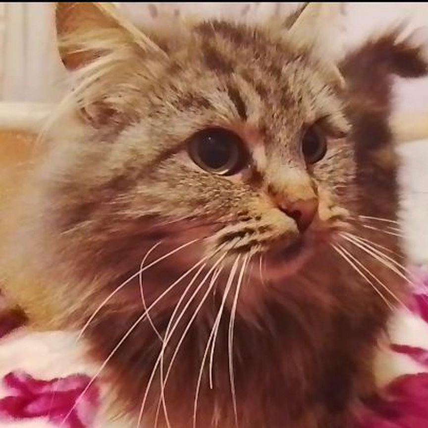 Мейн-кун, взрослая кошка